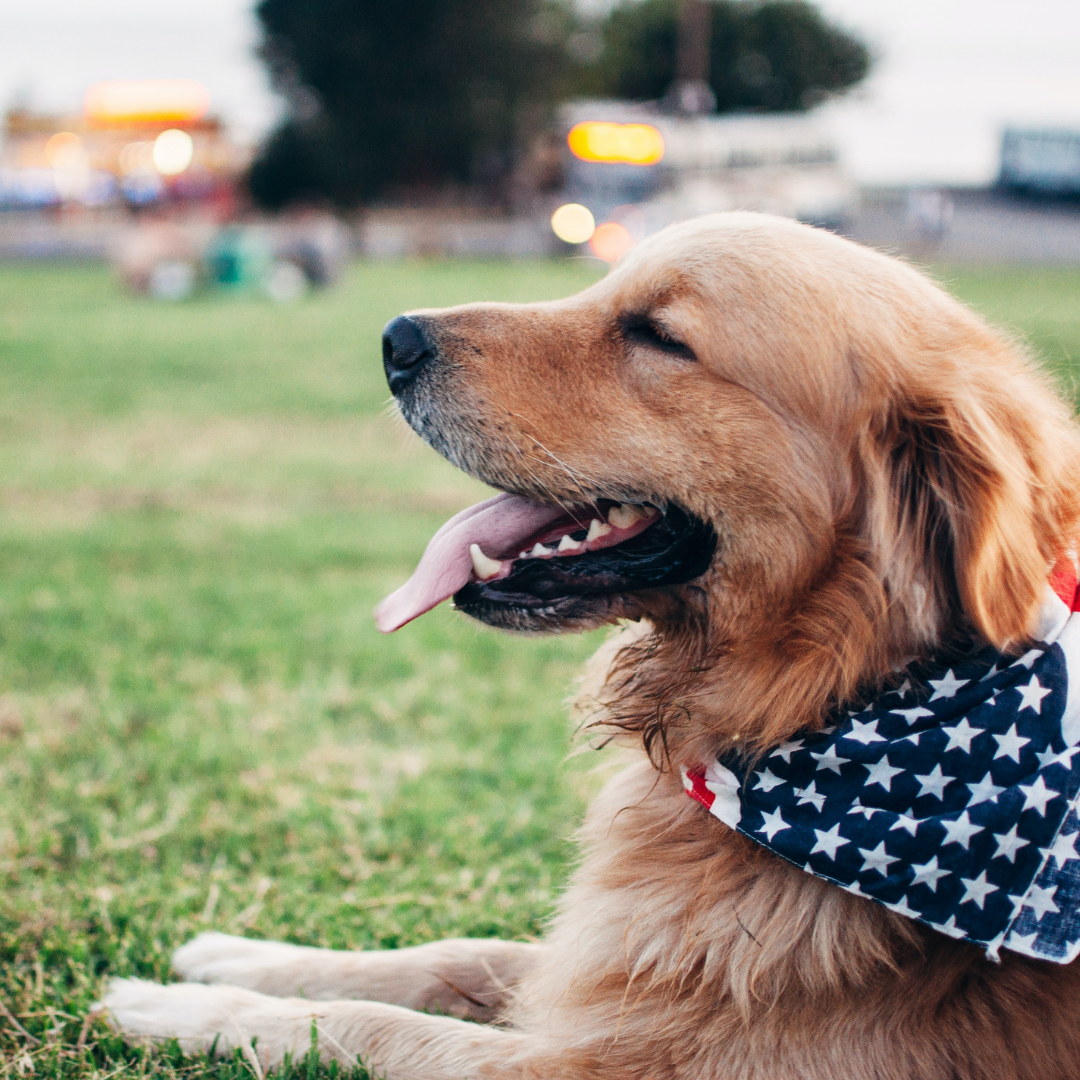 How to Protect Your Pet this 4th of July | Furever Family Veterinary ...