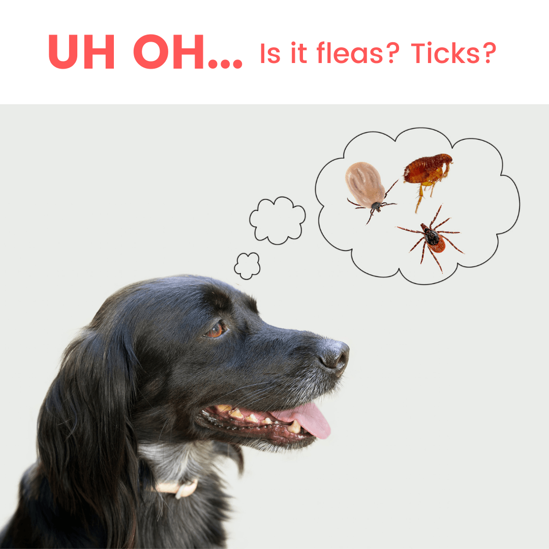 How Can I Prevent Fleas and Ticks? | Furever Family Veterinary Care Center