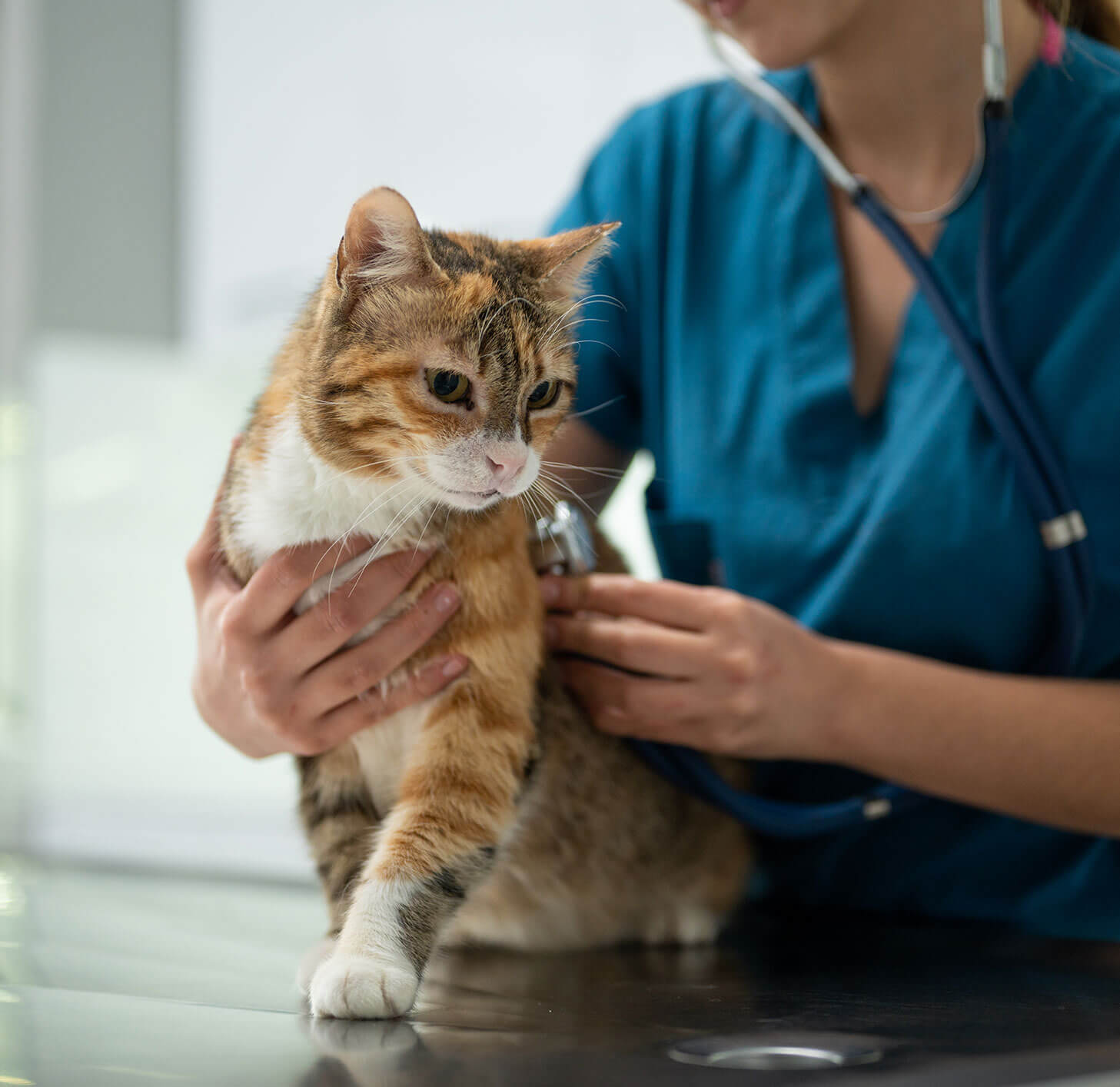 Pet Wellness Care in East Moline, IL | Furever Family Veterinary Care ...