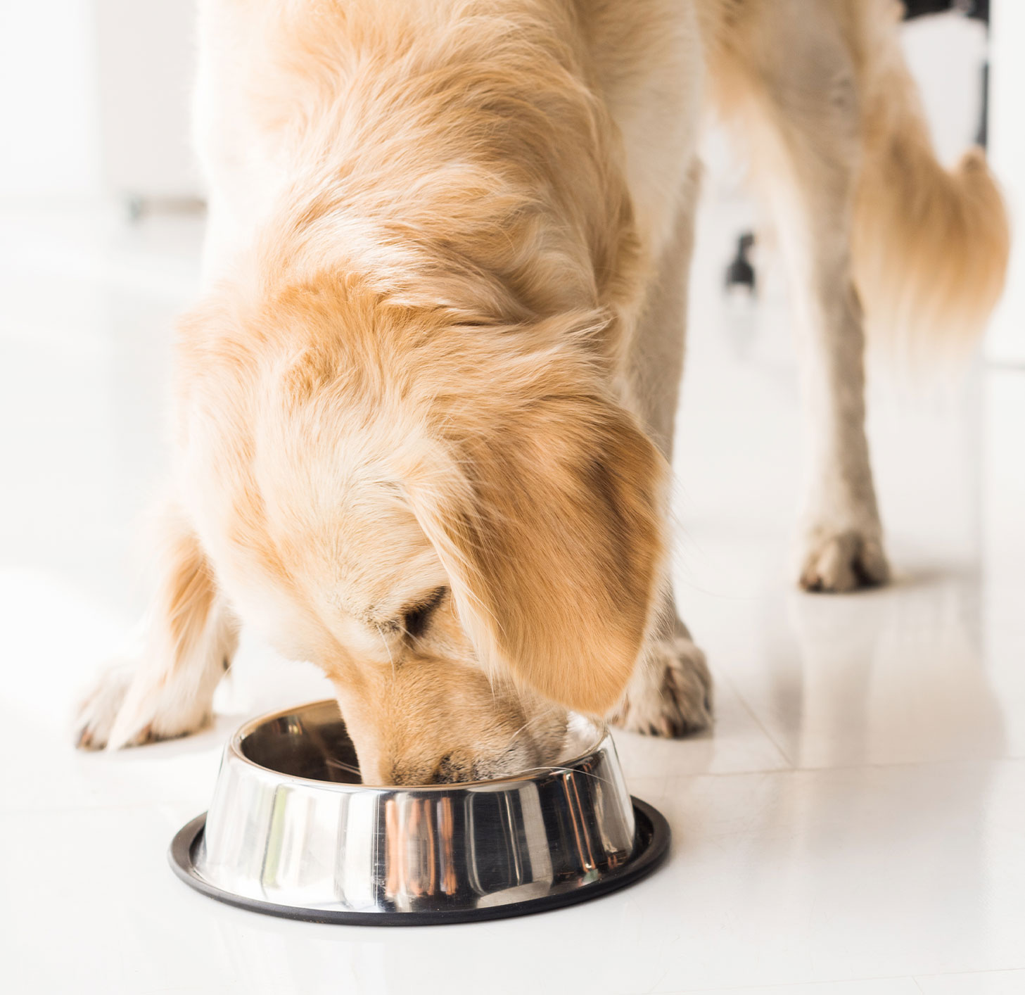 Pet Diet & Nutrition | Furever Family Veterinary Care Center